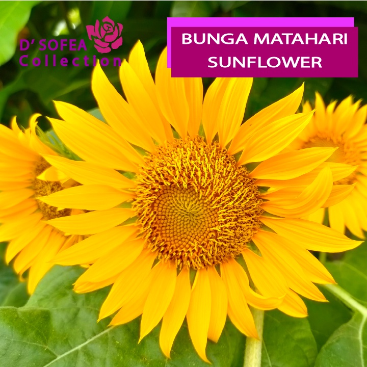 (25pcs) biji benih bunga matahari / sunflower seeds | Shopee Malaysia