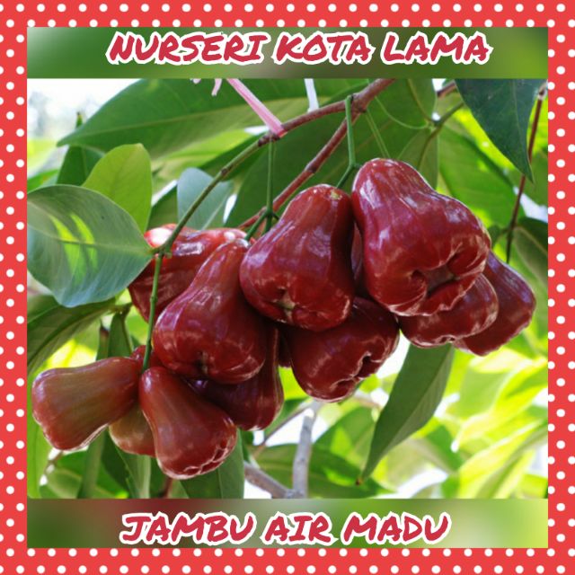 🔥HYBRID🔥 POKOK JAMBU AIR MADU MERAH THAI / Jambu Loceng Merah / Water ...