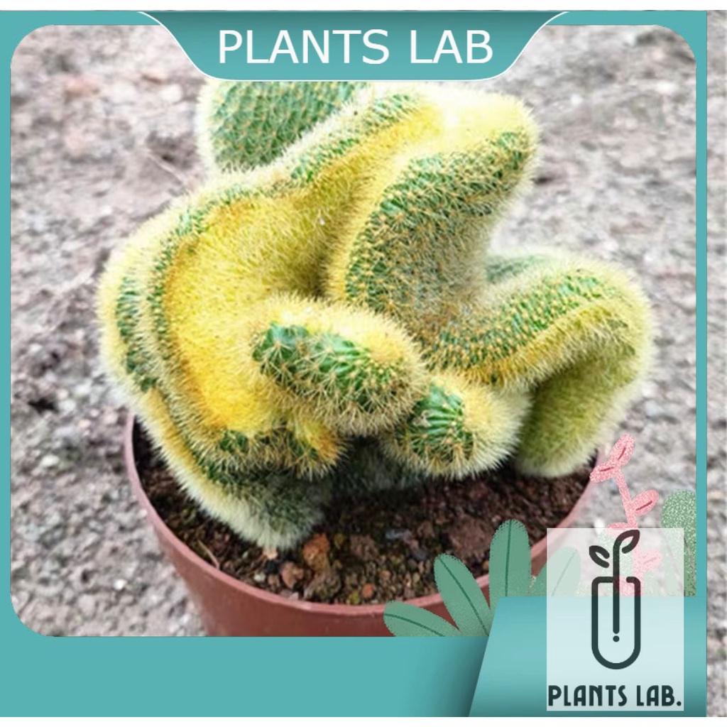 Cactus Succulent Cleistocactus Winteri Cristata Golden Rat Tail 黄金纽缀化 猫 ...