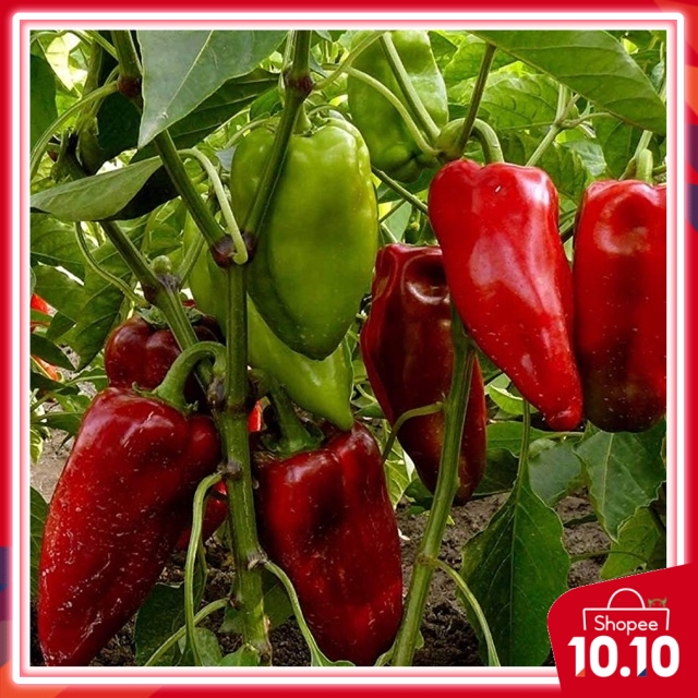 10 pcs seeds OFFER ITALIAN PABLANO cili gemuk utk sambal solok dan ...