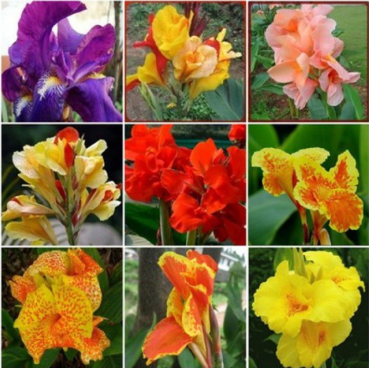 10pcs Mixed Colors Canna Seeds Flower Seeds Plants Seeds Garden Potted ...