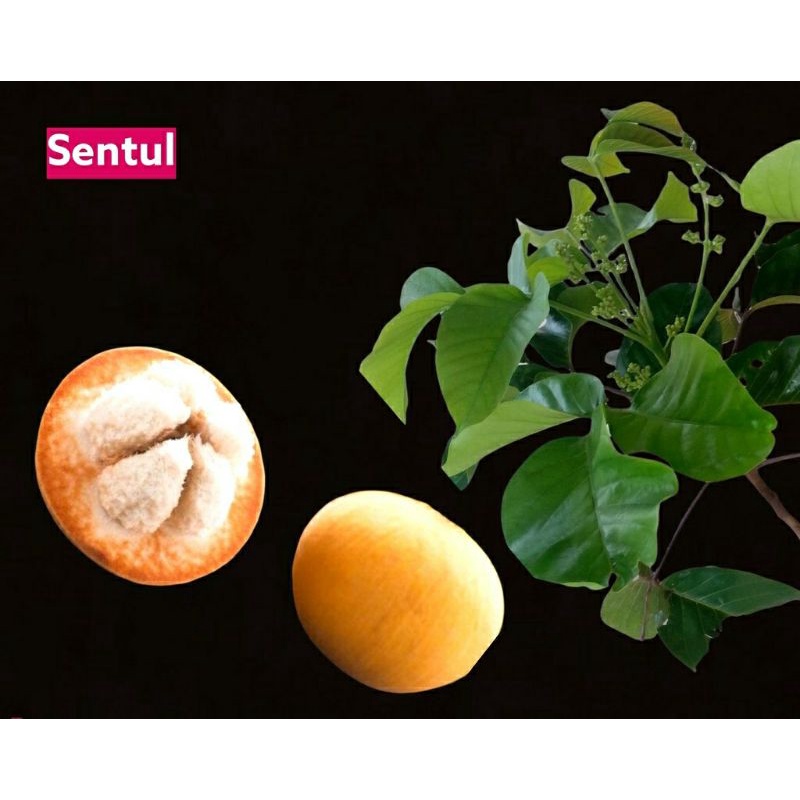 Anak Pokok Sentul yang manis. | Shopee Malaysia