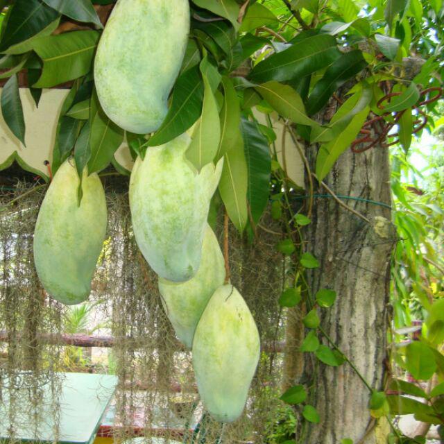 Pokok Mangga mango tree khawin: Siku Raja /Lemak /Kelapa / Epal / Gajah ...