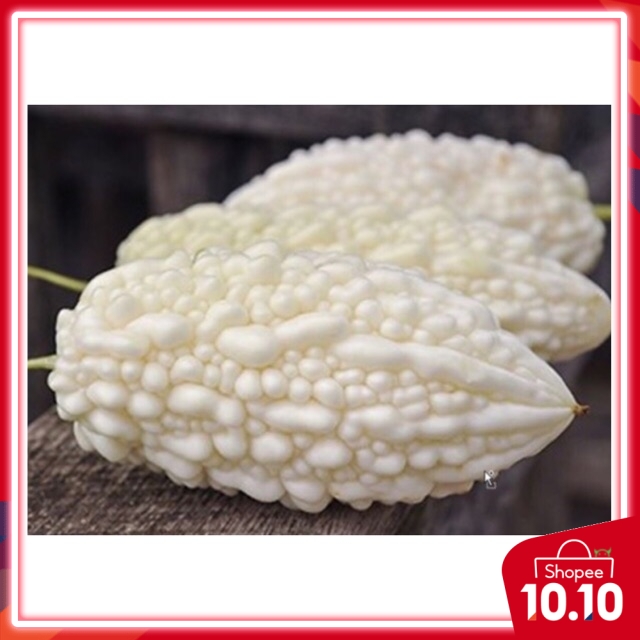 1 biji White Bitterguard / Peria putih tak pahit ( ada /+- 20 benih ...