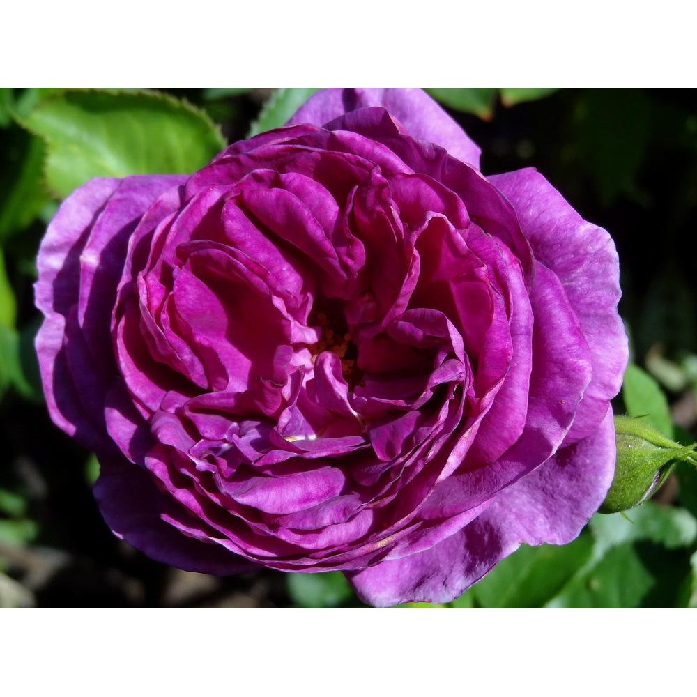 POKOK BUNGA ROSE BER ID MINERVA | Shopee Malaysia