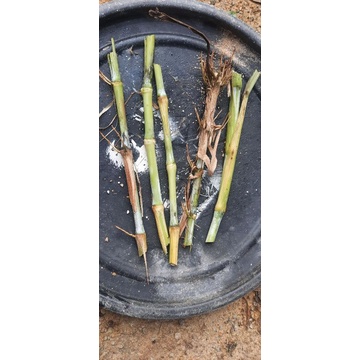 keratan benih napier gajah dwarf 1 jengkal | Shopee Malaysia