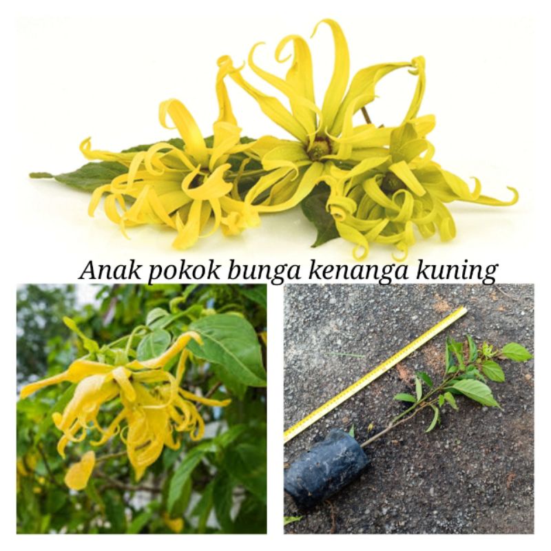 🌱🌼💐 Anak pokok bunga kenanga kuning ( pokok matang ) | Shopee Malaysia