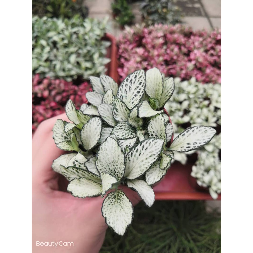 Reticulated grass Indoor DIY Design Red Plant 网纹草 | Shopee Malaysia