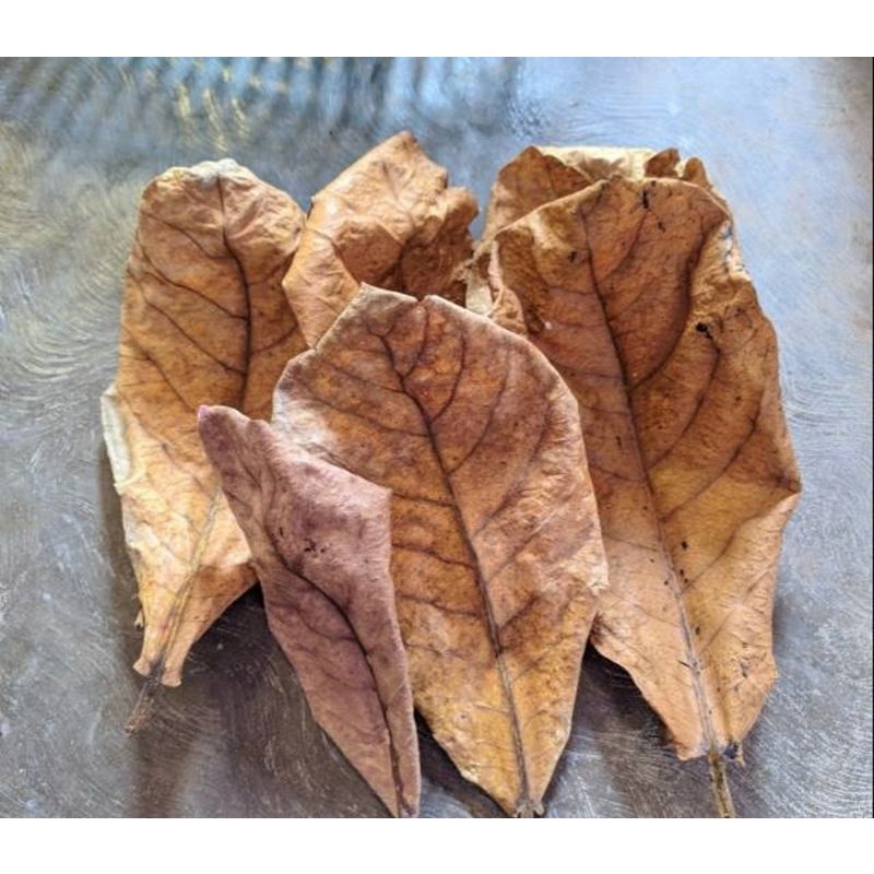 Indian Almond Leaf / Daun Ketapang / Catappa Leaf 30pcs | Shopee Malaysia