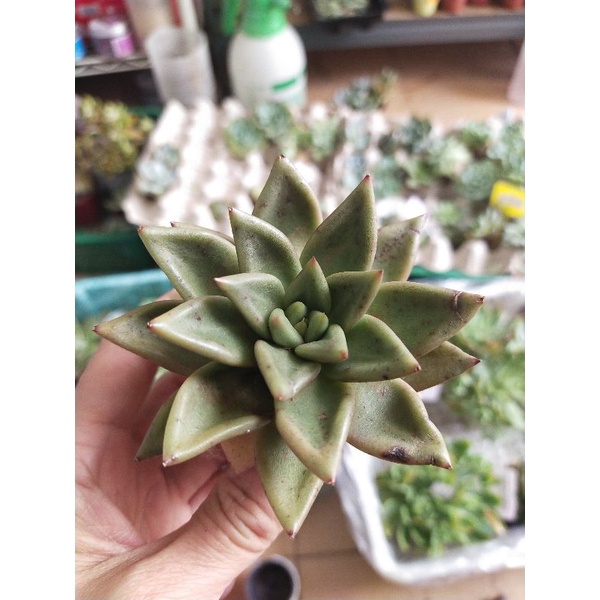 红灵魂 多肉植物 rare species Echeveria 'Psyche'Succulent | Shopee Malaysia