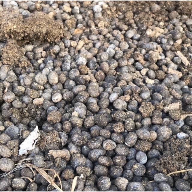 Baja Kambing dah perab kering 20liter | Shopee Malaysia