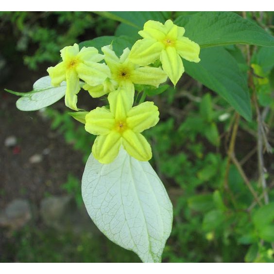Pseudomussaenda Yellow Mussaenda Flava dwarf real live outdoor plant ...