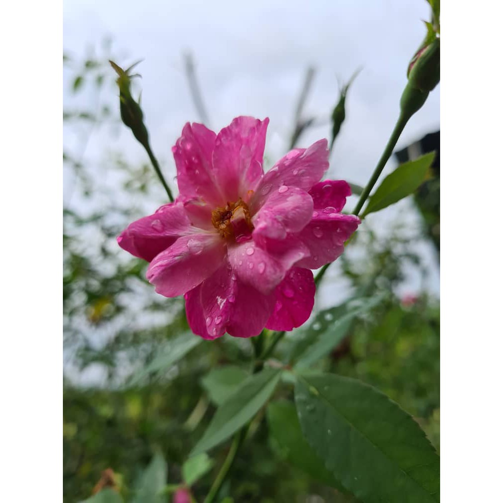 Keratan/ Anak Pokok Ros Kampung | Shopee Malaysia