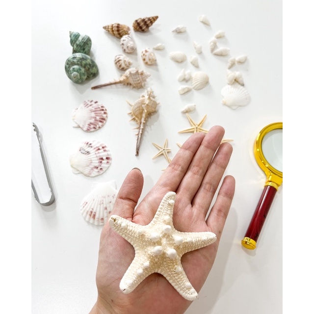 Montessori Seashell exploration set (real seashells/Montessori ...