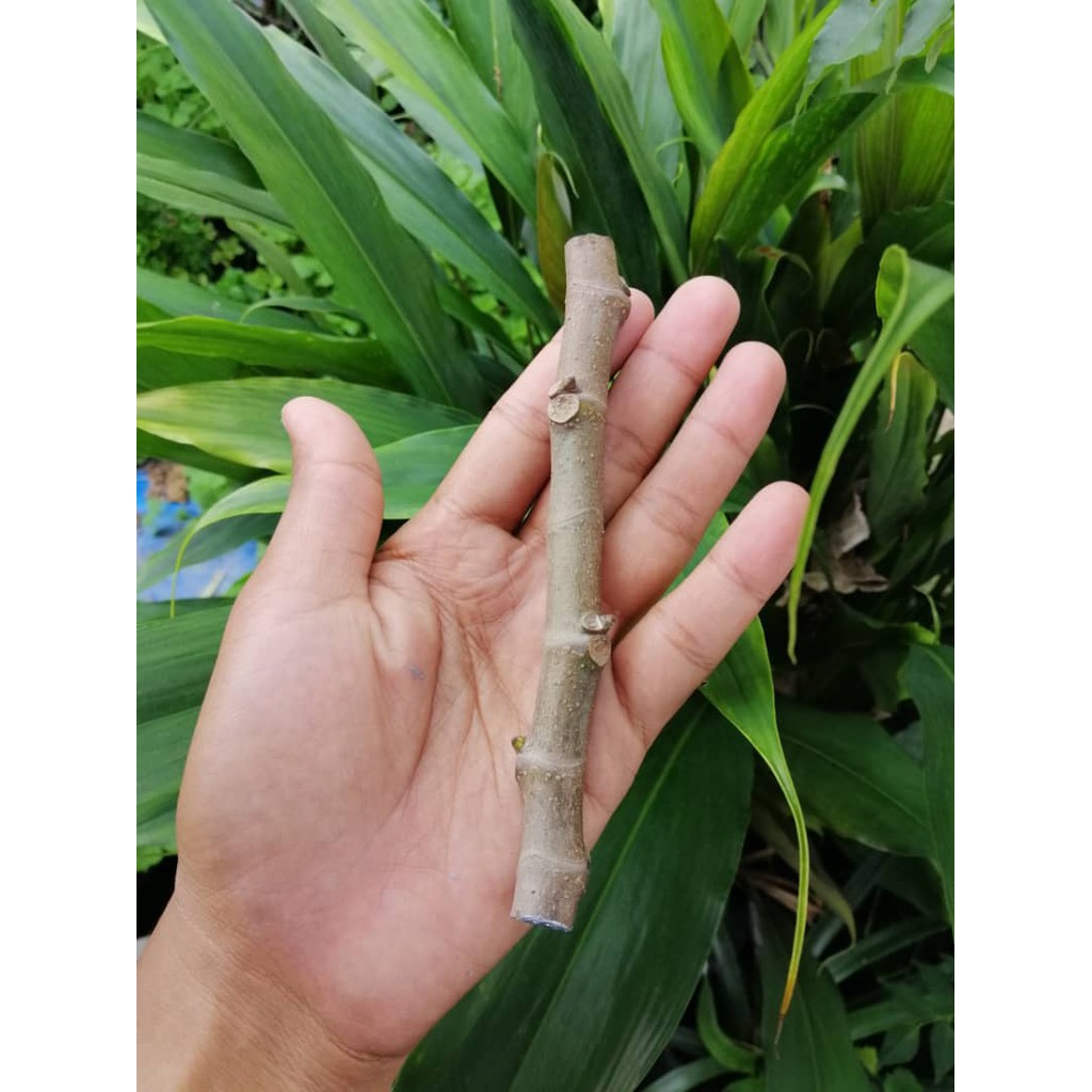 IRAQI / CUTTING POKOK TIN IRAQI / IRAQI / POKOK TIN / POKOK TIN IRAQI ...