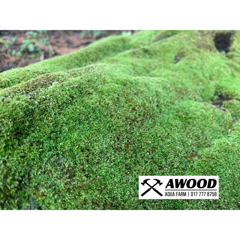 Moss | Lumut Hidup untuk Paludarium | Terrarium | Awood Farm | Shopee ...
