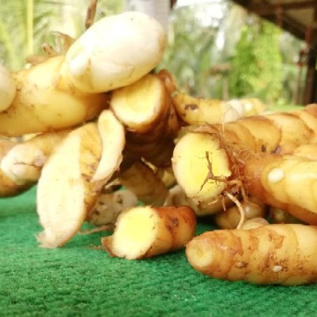 Temu Mangga/Temu pauh (Rizom) 1/2 KILO Untuk benih/kegunaan tradisional ...
