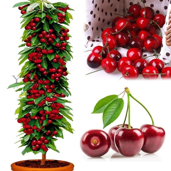 10Pcs Cherry Seeds Organic Seeds Fruit Seeds Bonsai Tree High seed in ...