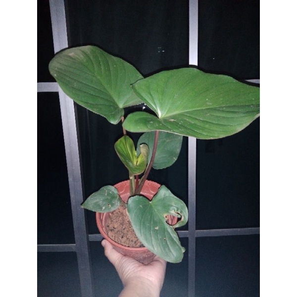 kemoyang batang merah | Shopee Malaysia