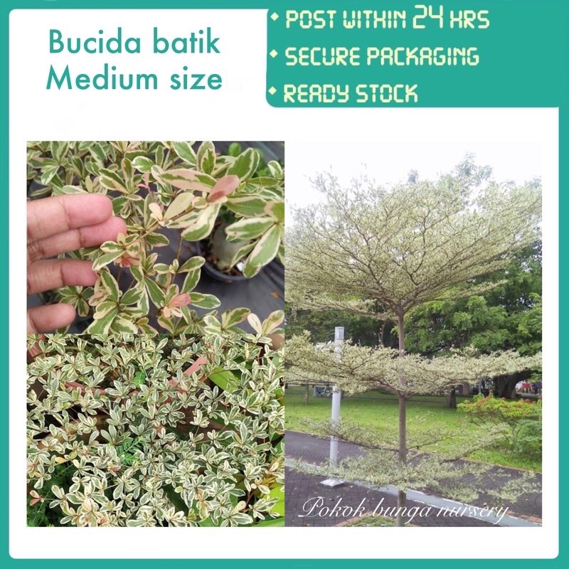 PBN - bucida batik besar tinggi lebih kurang 70cm - pokok bunga nursery ...