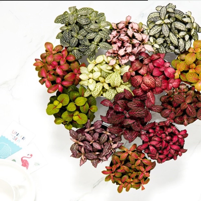 FITTONIA WITH 3 COLOUR(2019) | Shopee Malaysia