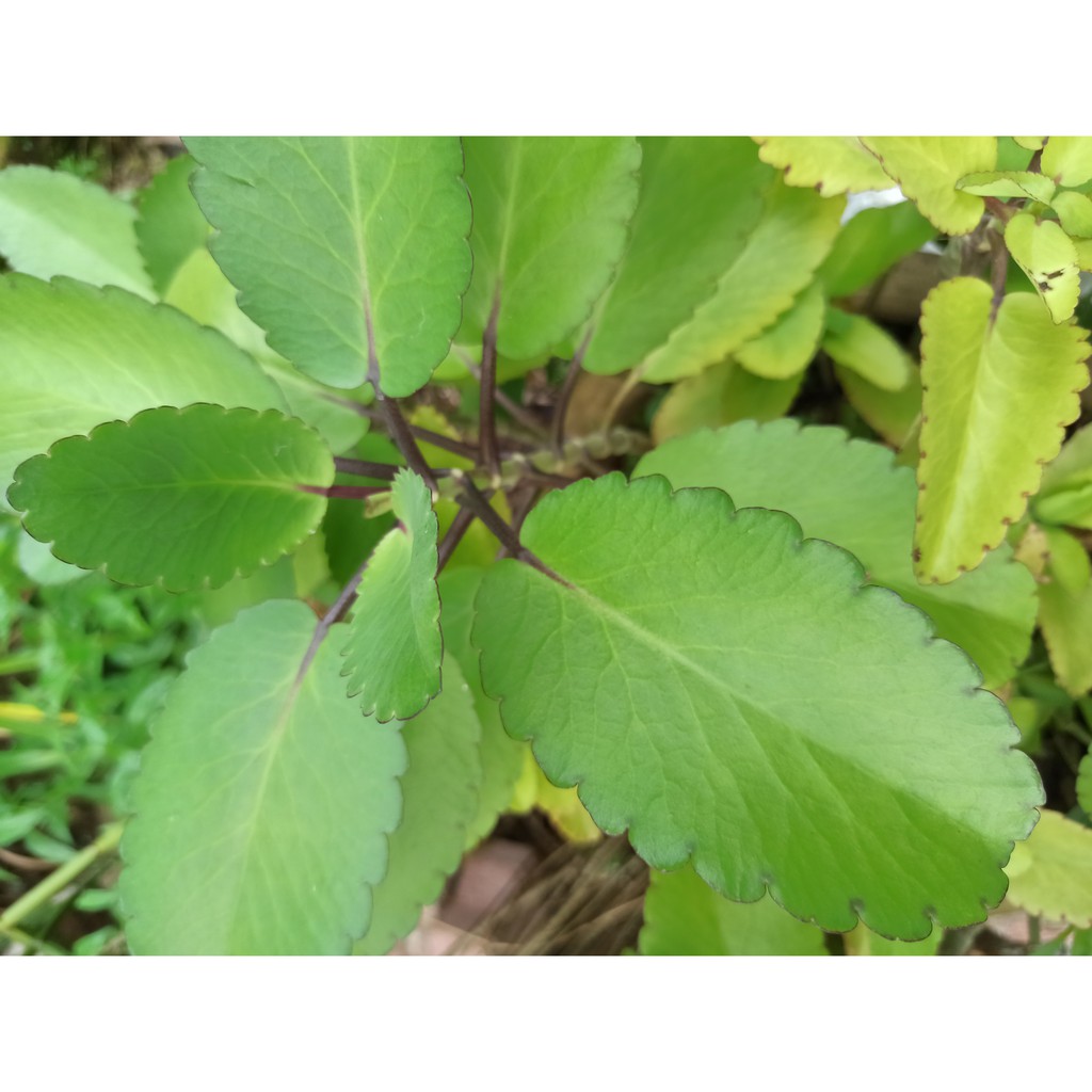 Beli 1 helai Free 1 helai落地生根Kalanchoe pinnata#Bryophyllum pinnatum ...