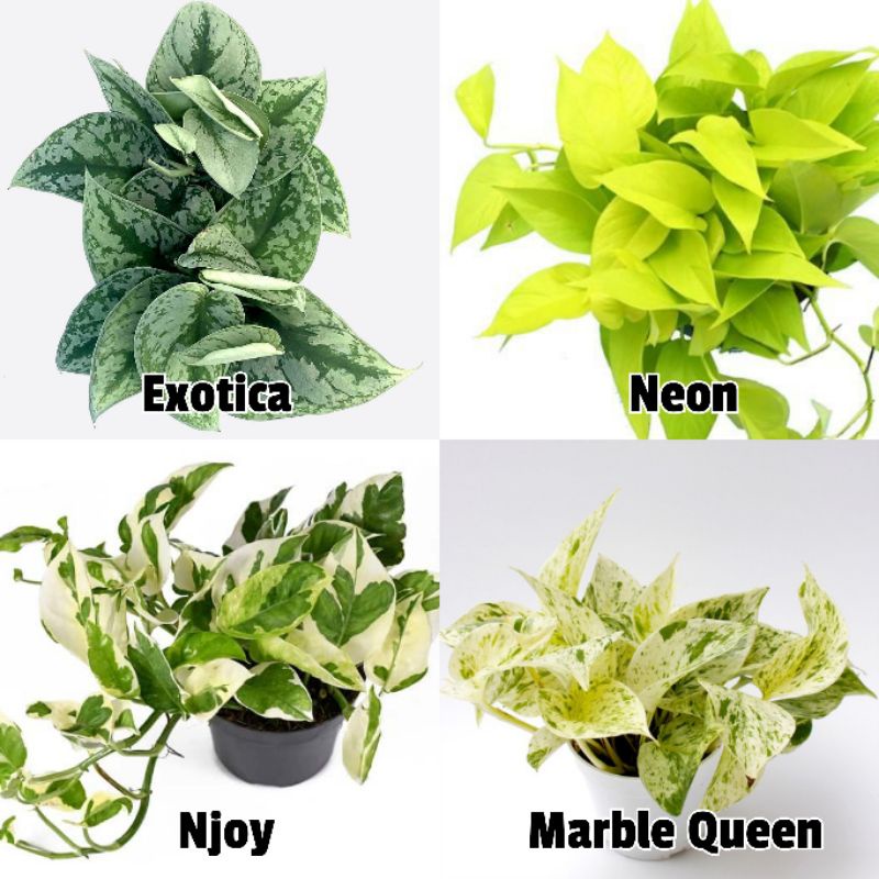 MONEY PLANT, POTHOS, PHILO VARIETIES | Shopee Malaysia