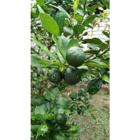 Limau Kasturi Segar (10biji) | Shopee Malaysia