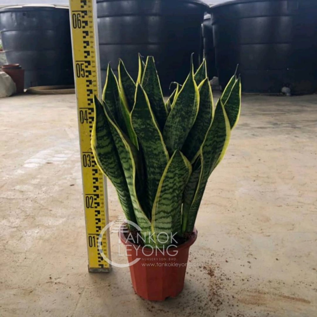 TKL - Sansevieria Superba Sansevieria Family Air Purifying Plant (Pot ...