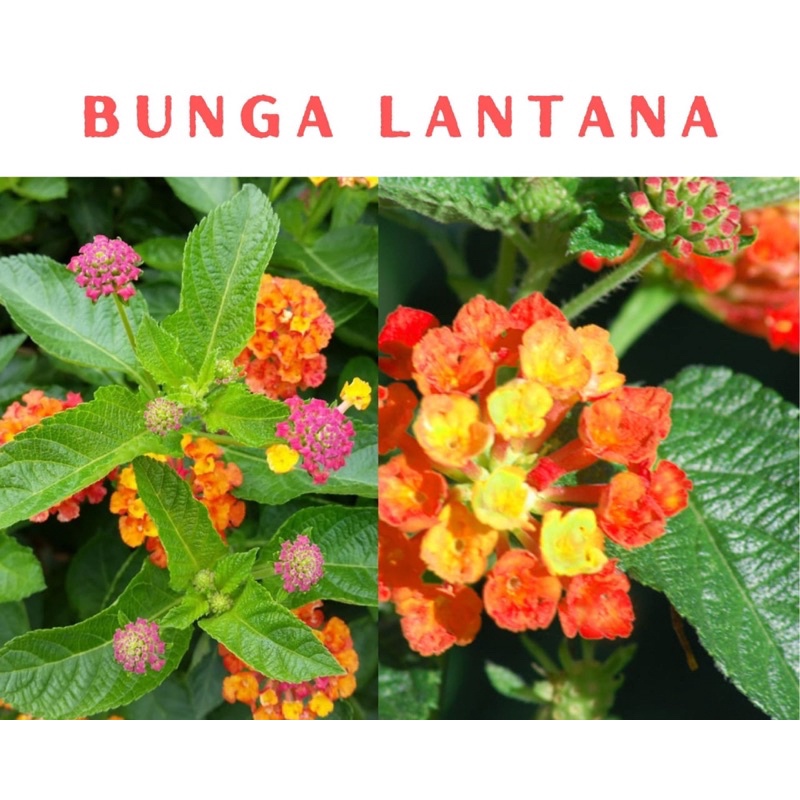 1 Keratan batang Pokok Bunga Tahi Ayam/Pokok Bunga Latana | Shopee Malaysia
