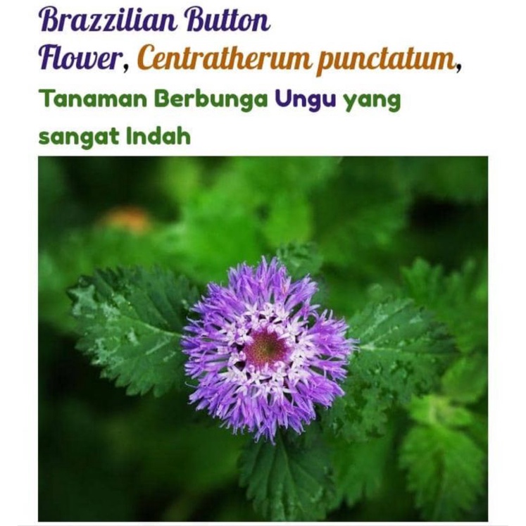Benih pokok bunga purple putih cantik Brazilian Button/Lark Daisy ...