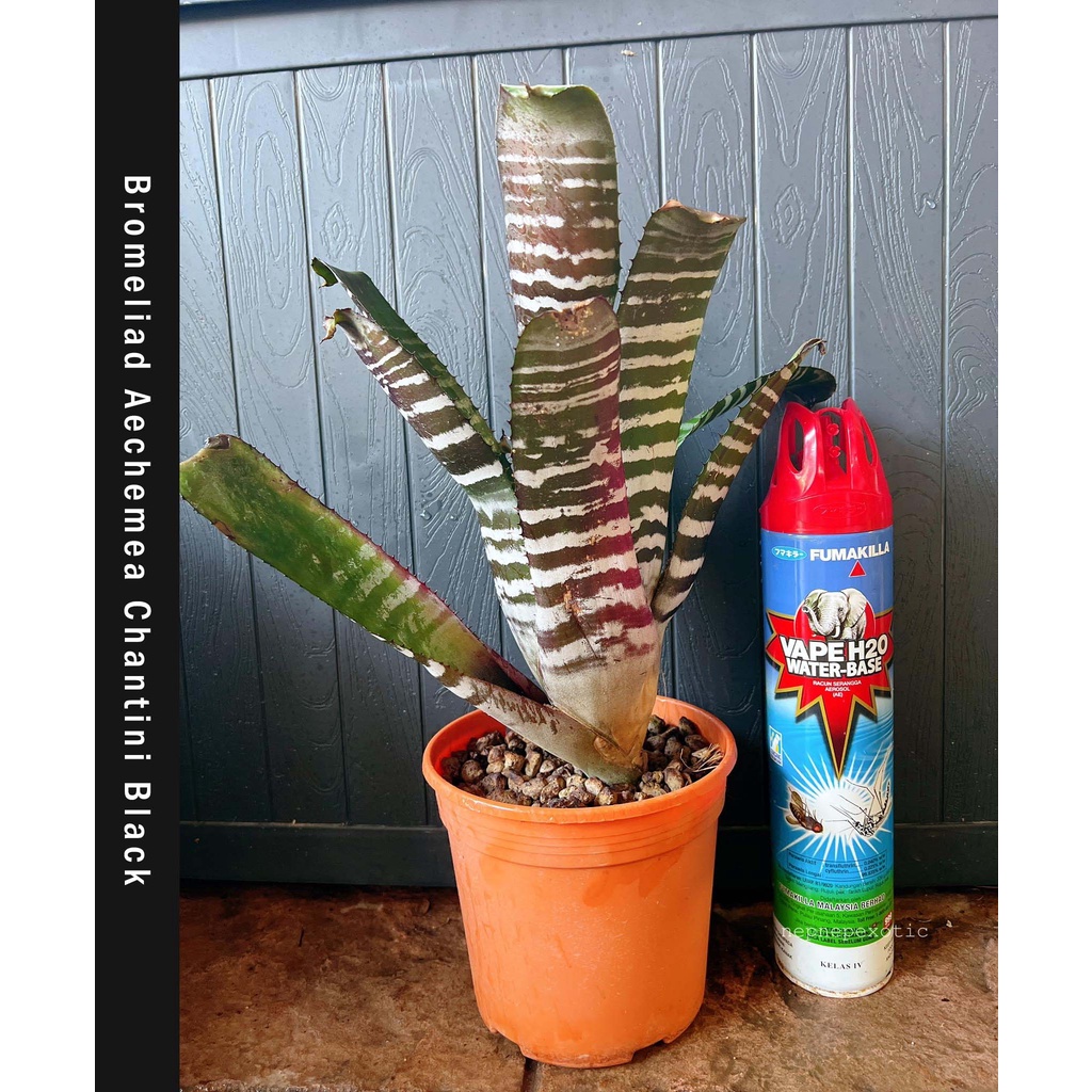 Bromeliad Aechemea Chantini Black Live Plant Pokok Hidup | Shopee Malaysia