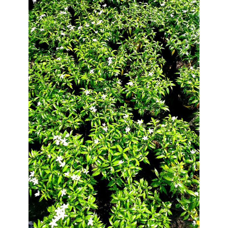 Tabernaemonthana divaricata dwarf, Pinwheel Flower Jasmine | Shopee ...