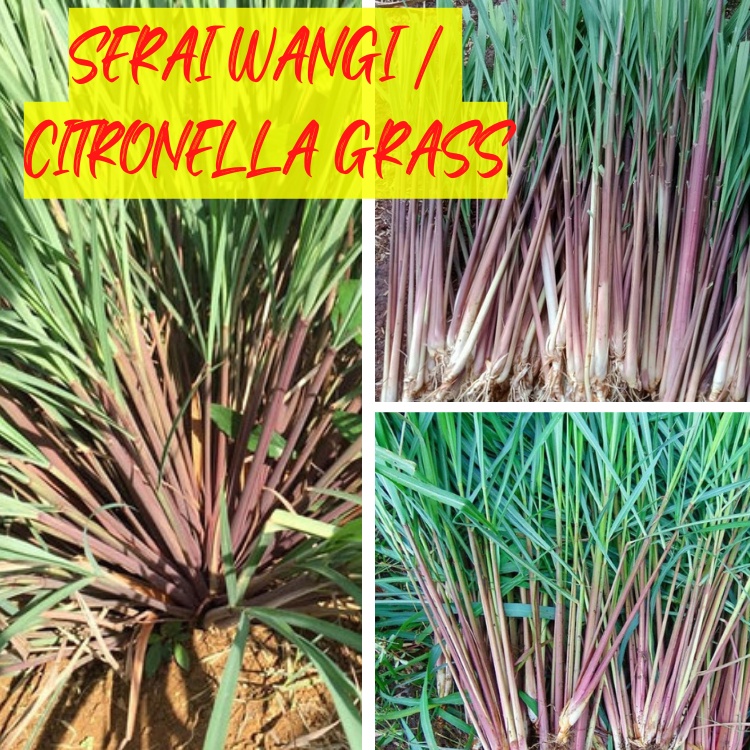 Citronella Grass / Fragrant Lemongrass / Serai Wangi / Serai Batang ...