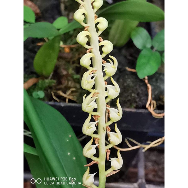 Orchid Bulbophyllum scaberulum alba | Shopee Malaysia