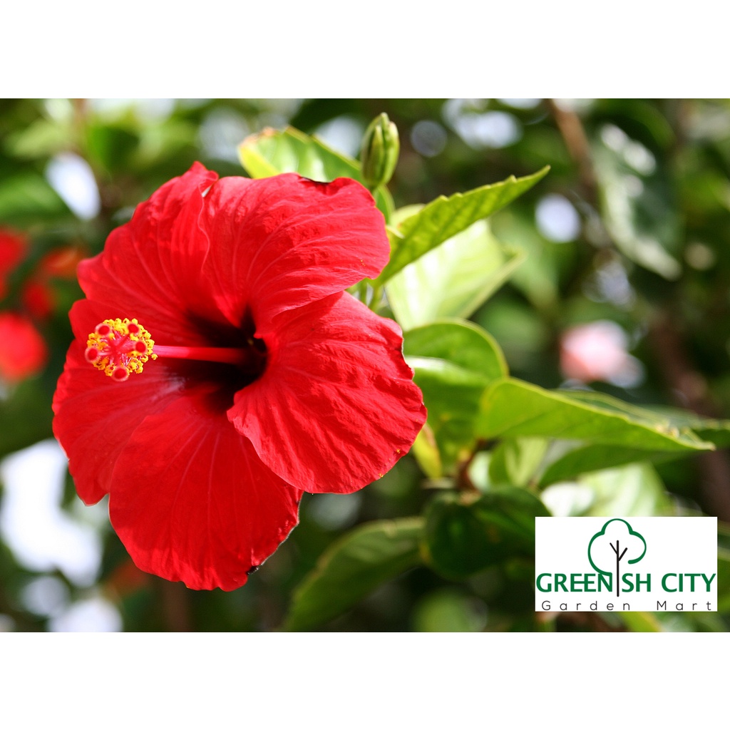 GNC - Hibiscus Live Plant Bunga Raya 大红花 | Shopee Malaysia