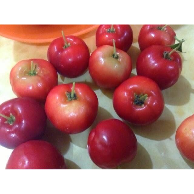 Anak pokok buah rokam (sejenis buah nadir) | Shopee Malaysia