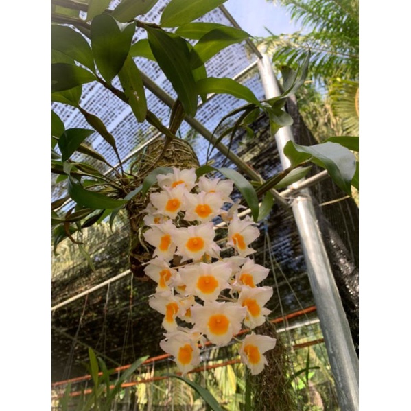 Dendrobium farmeri Oren Putih | Shopee Malaysia
