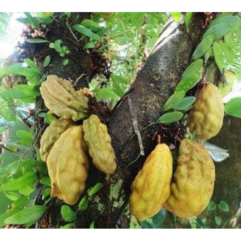 KKB Pokok Nam Nam Katak Puru Cynometra cauliflora pokok buah nadir ...