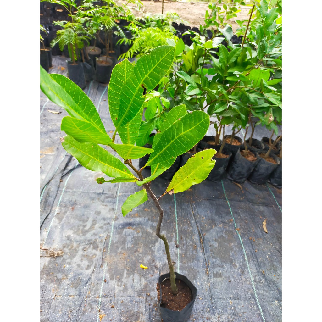 Anak pokok ulam pokok gajus/Janggus/ketereh/ cashew tree | Shopee Malaysia
