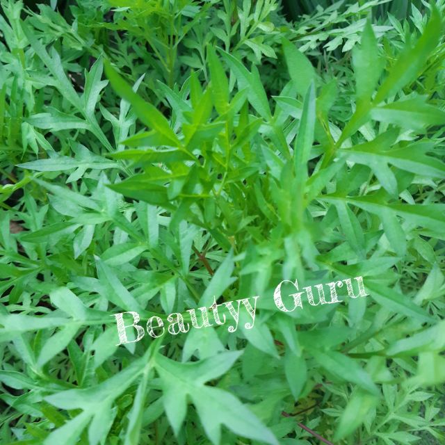 ULAM RAJA 200pcs BENIH POKOK ULAM RAJA boleh makan | Shopee Malaysia