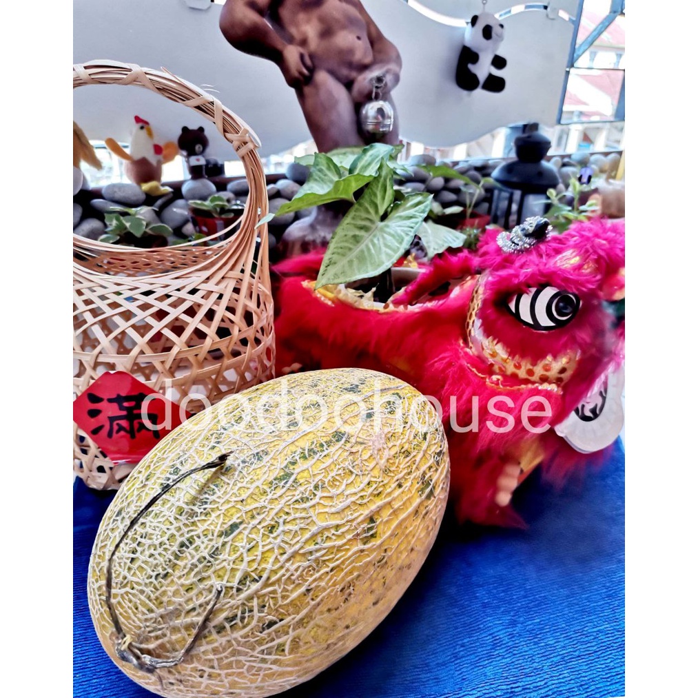 🌟READY STOCK🌟Super Sweet Honeydew Live Plant Tembikai Susu 蜜瓜树苗 ...