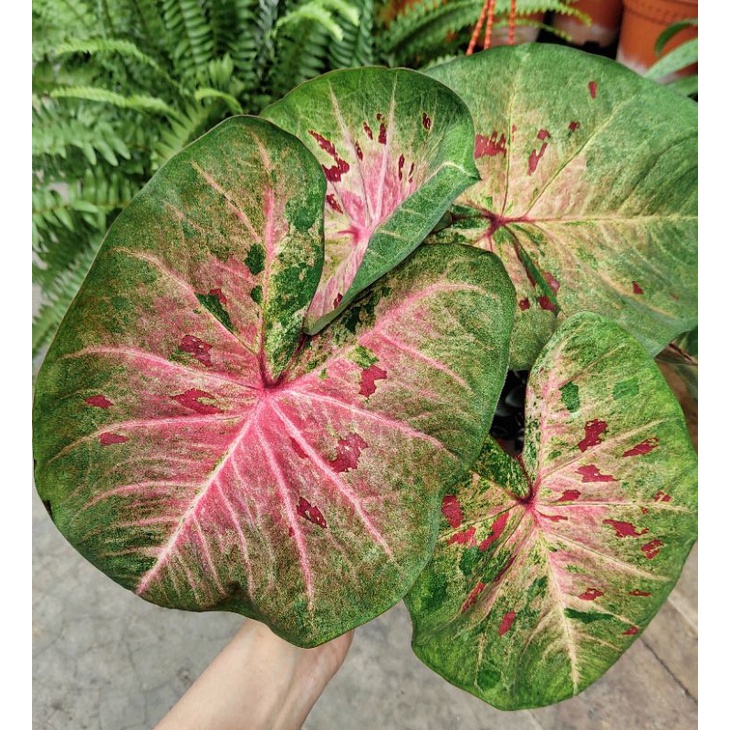 Caladium Darkstar/Frankenstein/Misty/Serene/Splendid/Gerhana/Strawberry ...