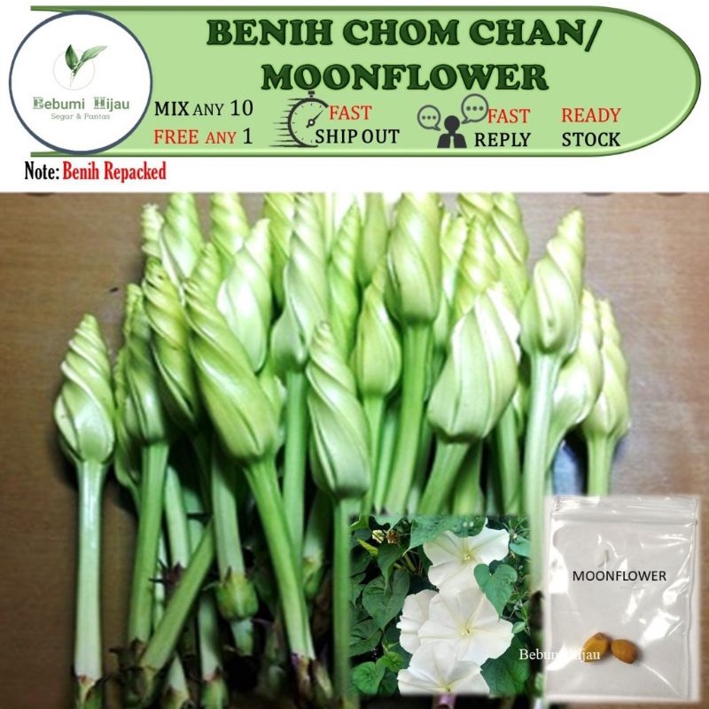(MAHAL) 2 biji benih rare MOONFLOWER CHAM CHON bunga buat sayur ...