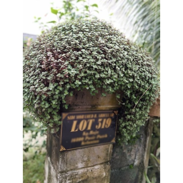 Callisia Plant/Pokok hiasan/Pokok mini/Hiasan/Mini/Pokok Callisia ...