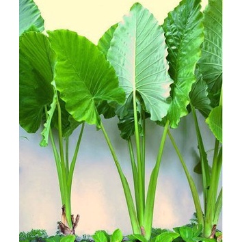 Alocasia Macrorrhizos / ELEPHANT EAR / GIANT TARO / AROID PLANT / Size ...