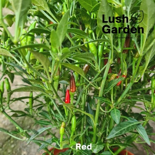Chili Plant Hot/ Pokok Cili Api 辣椒树 150mm Pot Edible Live Plant ...