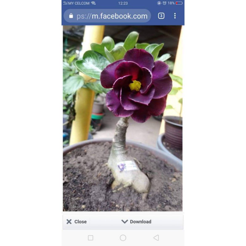 TOP RARE ADENIUM DARK PURPLE | Shopee Malaysia