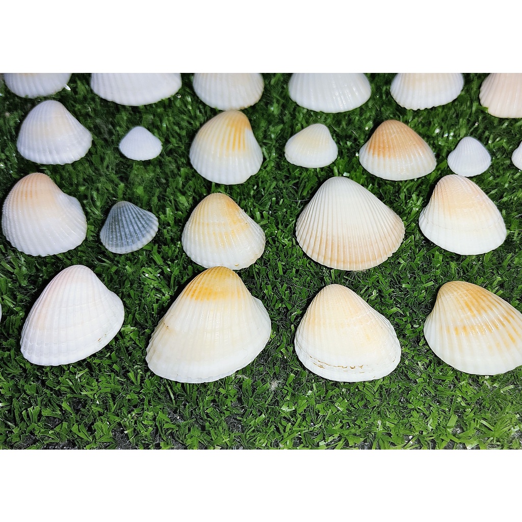 Kulit Kerang / Sea Shells - Kraftangan, Hiasan Pasu, Akuarium - Mixed ...