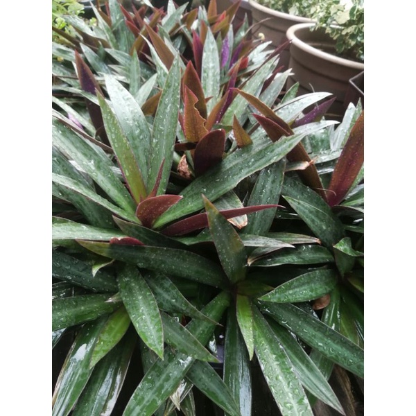 Anak pokok nenas kerang/Anak pokok boat lily/rhoeo discolour (3 pokok ...